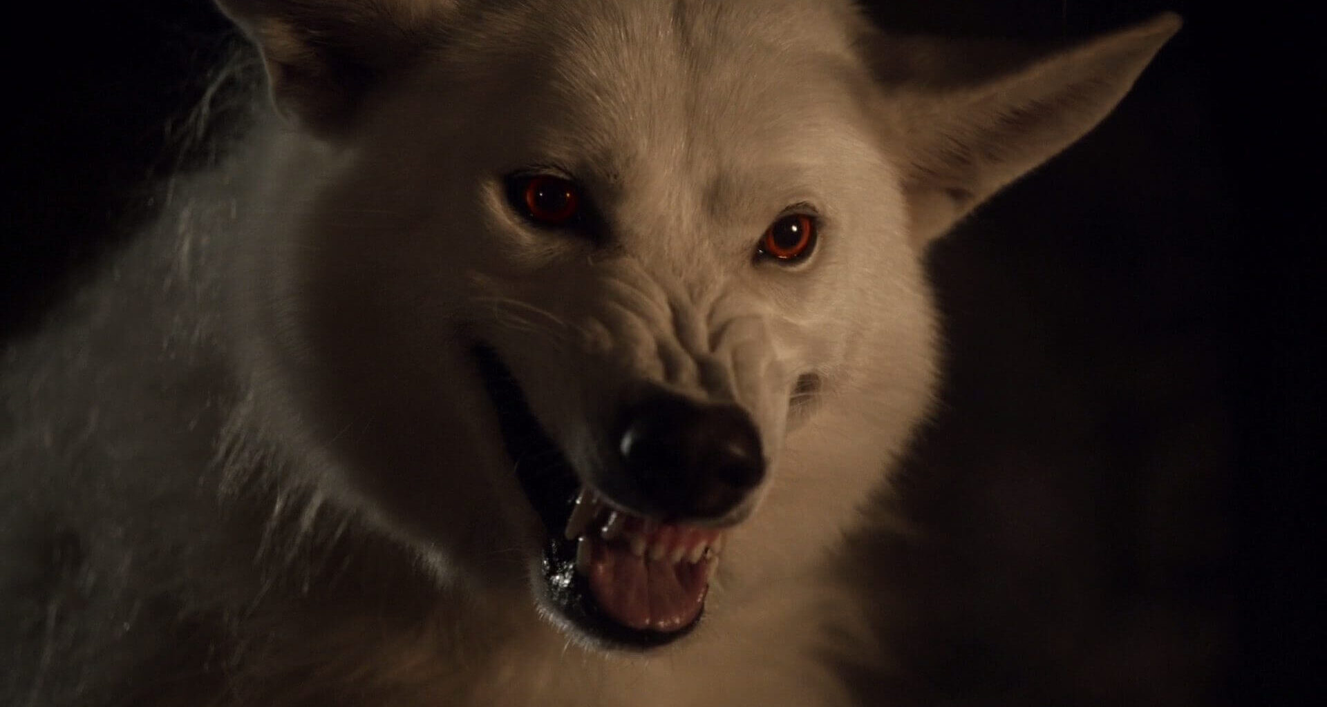 Lobos gigantes devem estar de volta na sétima temporada de Game of Thrones