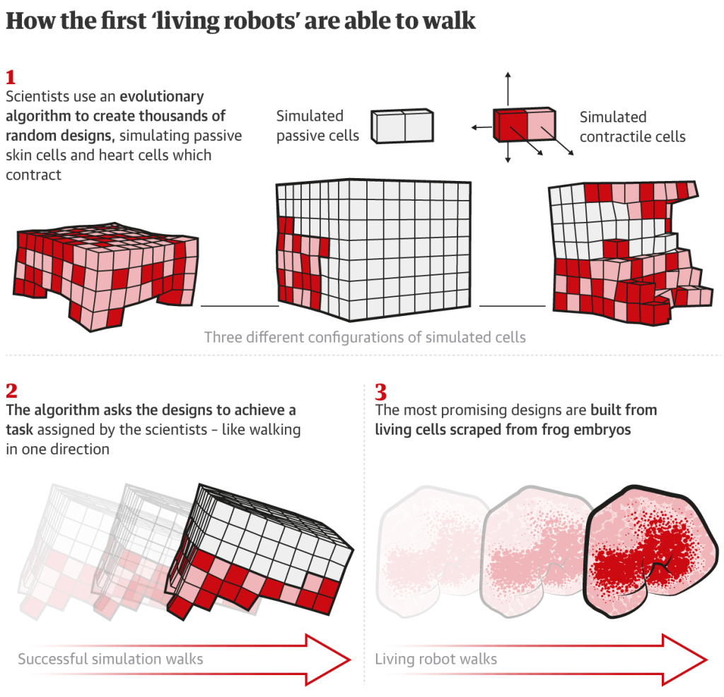 Xenobots: cientistas criam primeiros robôs vivos a partir de células-tronco