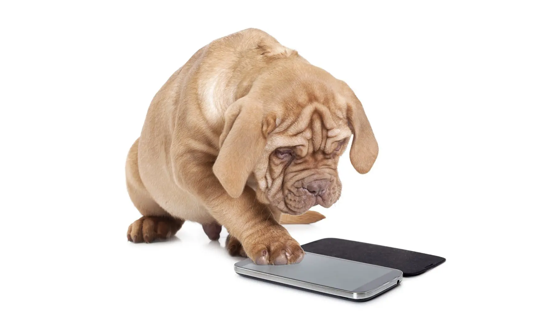 14 aplicativos para cuidar de cachorros com seu smartphone