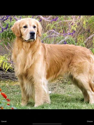 14 aplicativos para cuidar de cachorros com seu smartphone