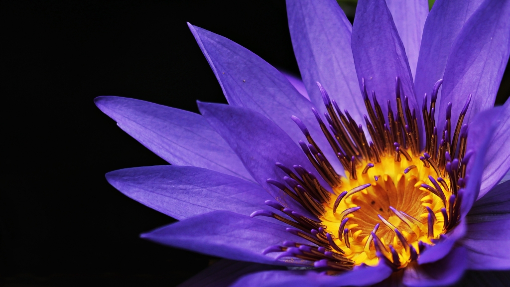 Melhores wallpapers Full HD e 4K para baixar no PC | Showmetech