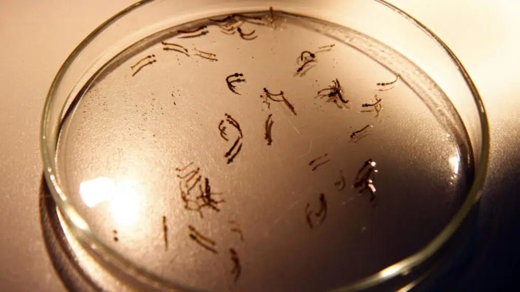 Complete guide: How to protect yourself against Dengue