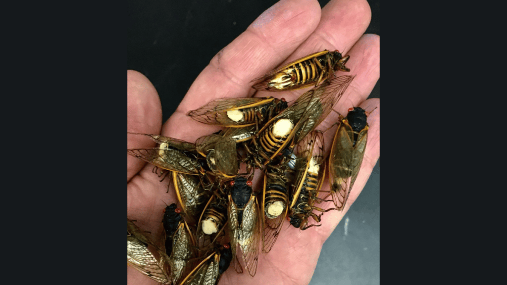 Sexually transmitted fungi create “zombie cicadas” amid insect ...